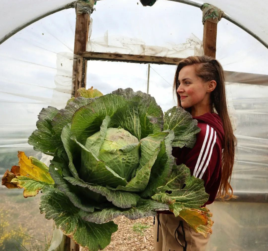 Blooms&Greens by Chloe – Blooms&Greens by Chloe