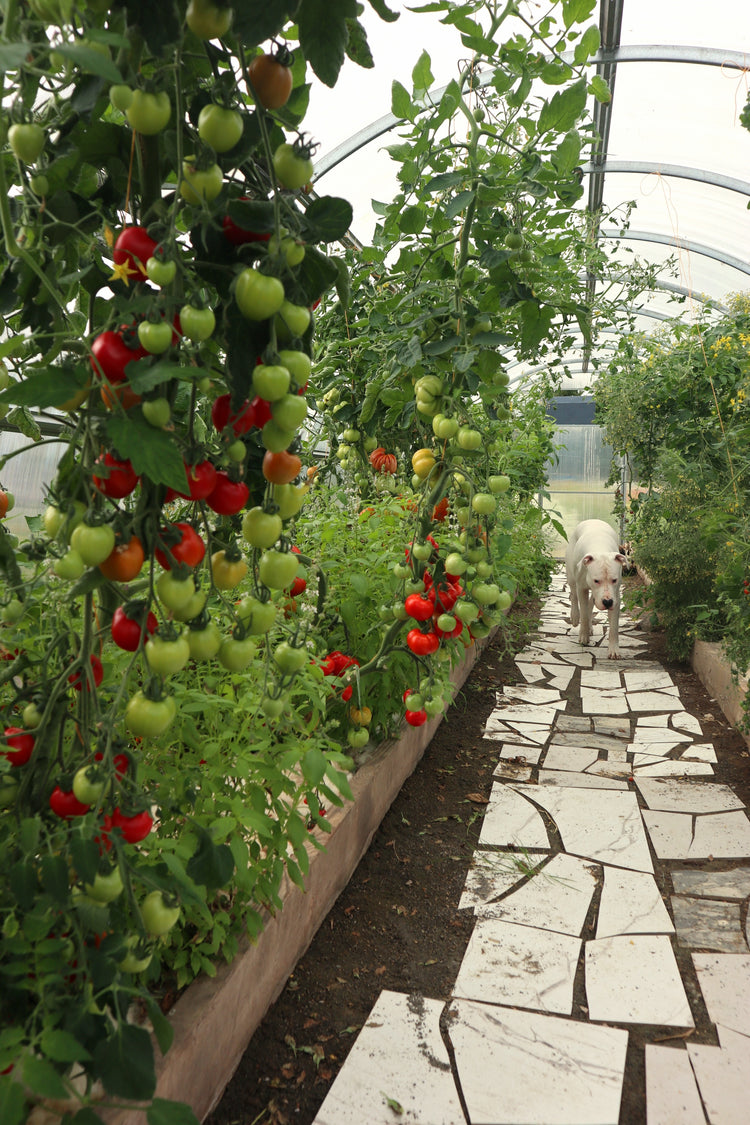 Blooms&Greens by Chloe – Blooms&Greens by Chloe